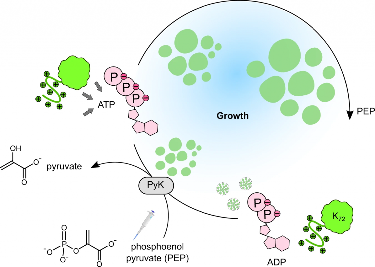 Publications | SpruijtLab